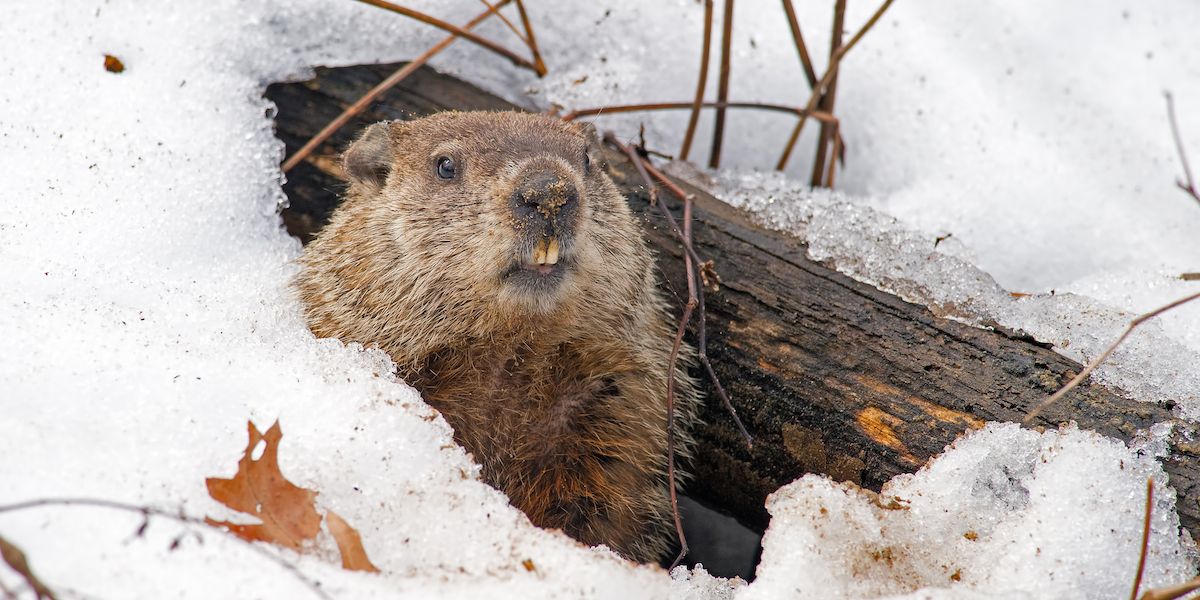 Quebec's Fred La Marmotte Shared His Prediction For 2021 - MTL Blog