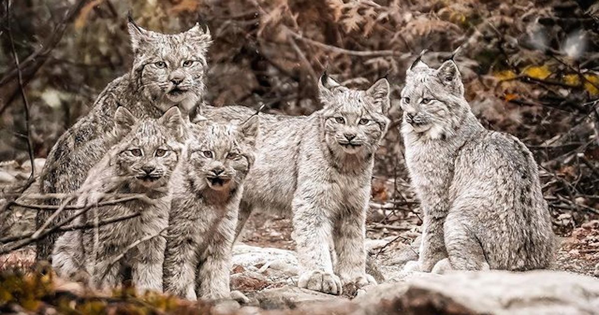 A Quebec Photographer Got A Rare Shot Of A Canadian Lynx Family After ...
